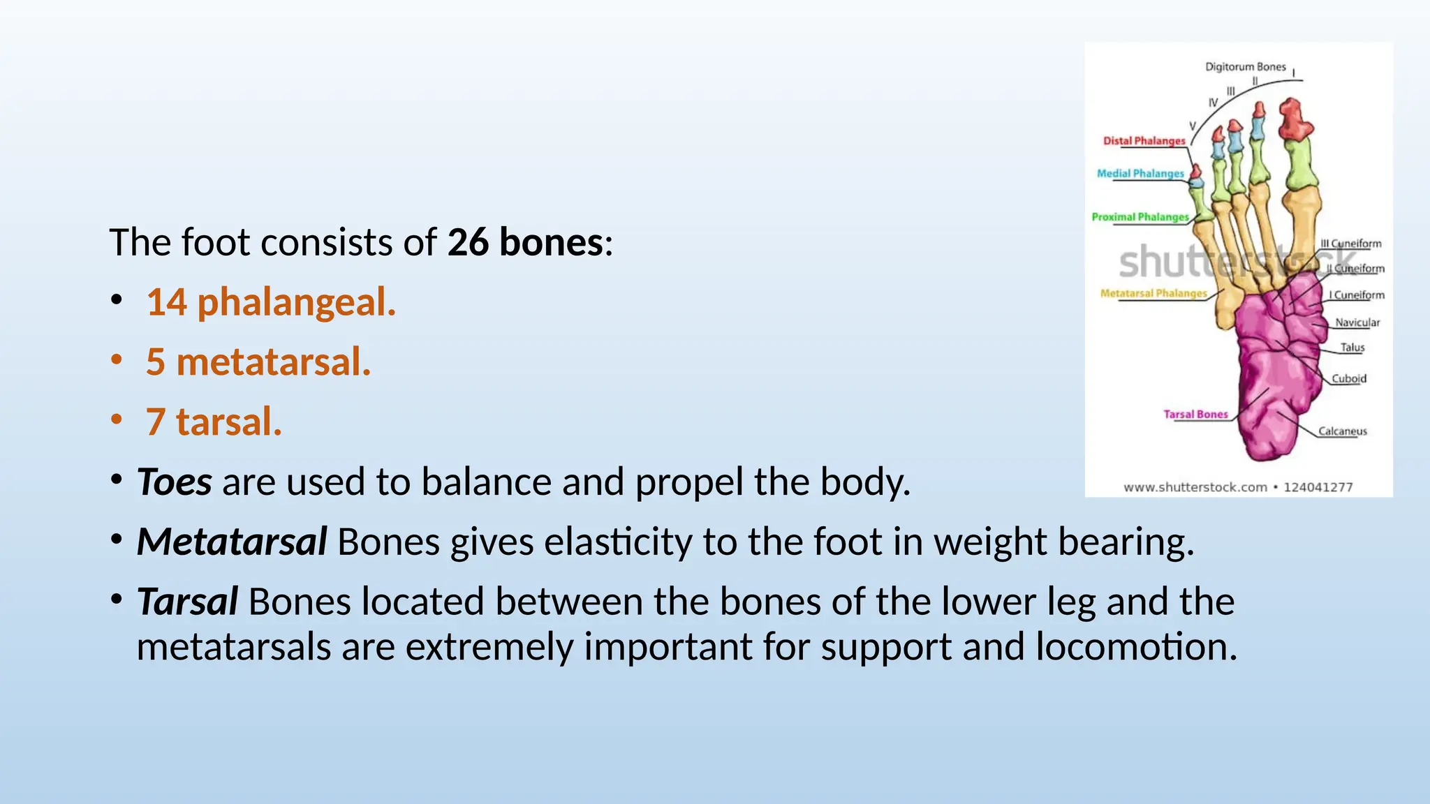 the gross Anatomy of foot including blood supply.pptx | Death, Injury ...