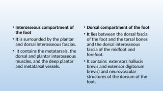 the gross Anatomy of foot including blood supply.pptx