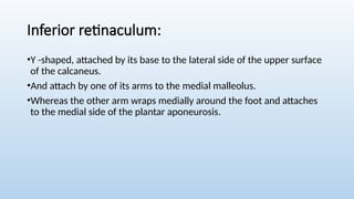 the gross Anatomy of foot including blood supply.pptx