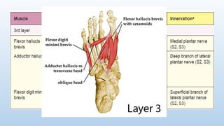 the gross Anatomy of foot including blood supply.pptx