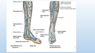 the gross Anatomy of foot including blood supply.pptx