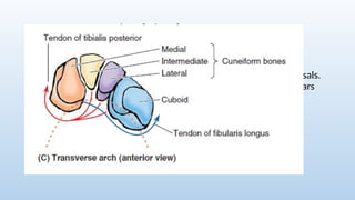 the gross Anatomy of foot including blood supply.pptx