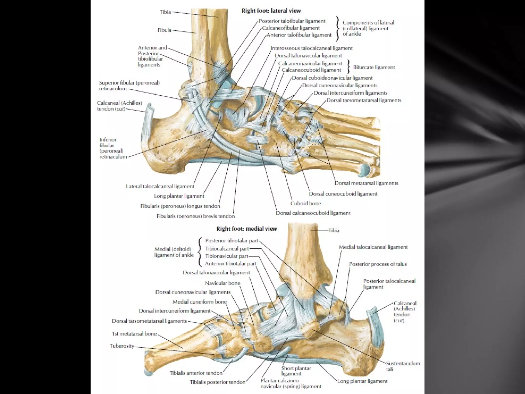 Anatomy of foot and ankle | PPT
