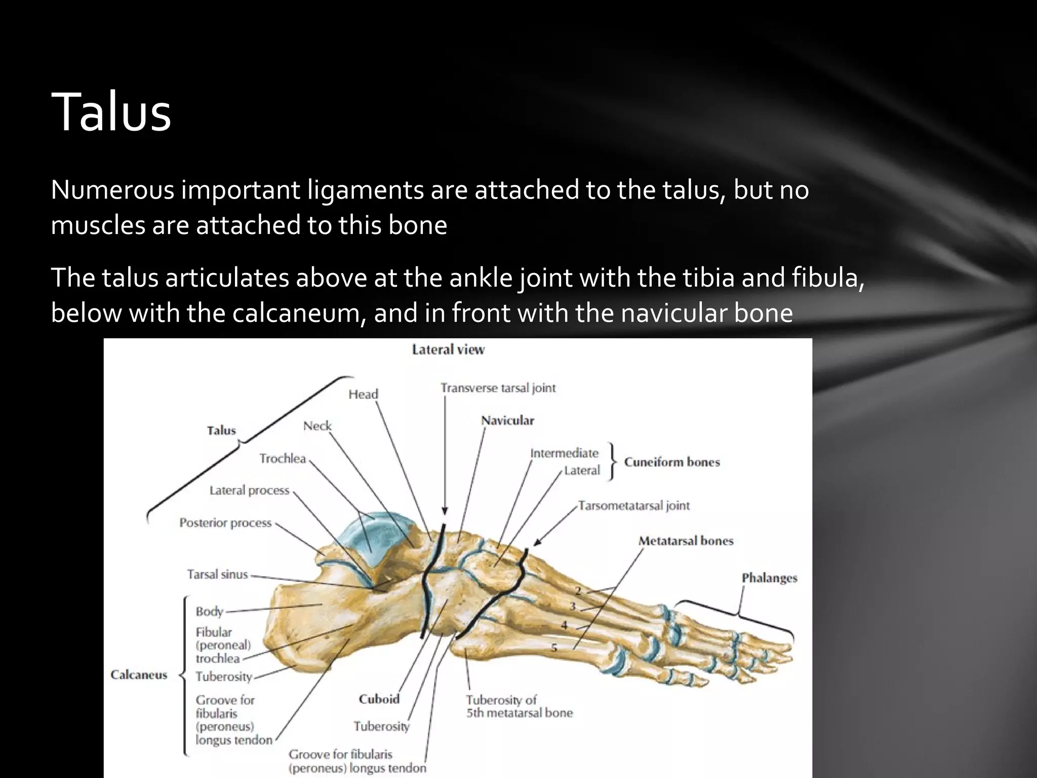 Anatomy of foot and ankle | PPT