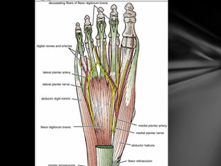 Anatomy of foot and ankle | PPT