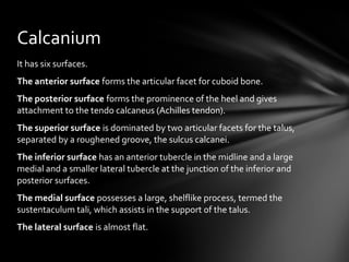 Anatomy of foot and ankle | PPT