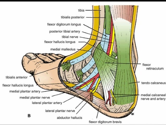 Anatomy of foot and ankle