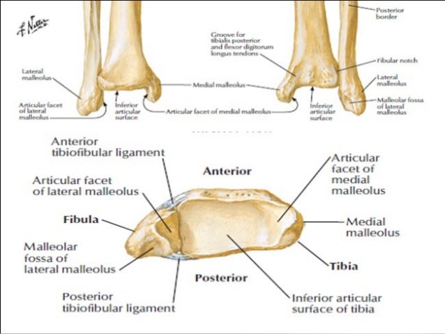Malleolar Fossa Of Fibula