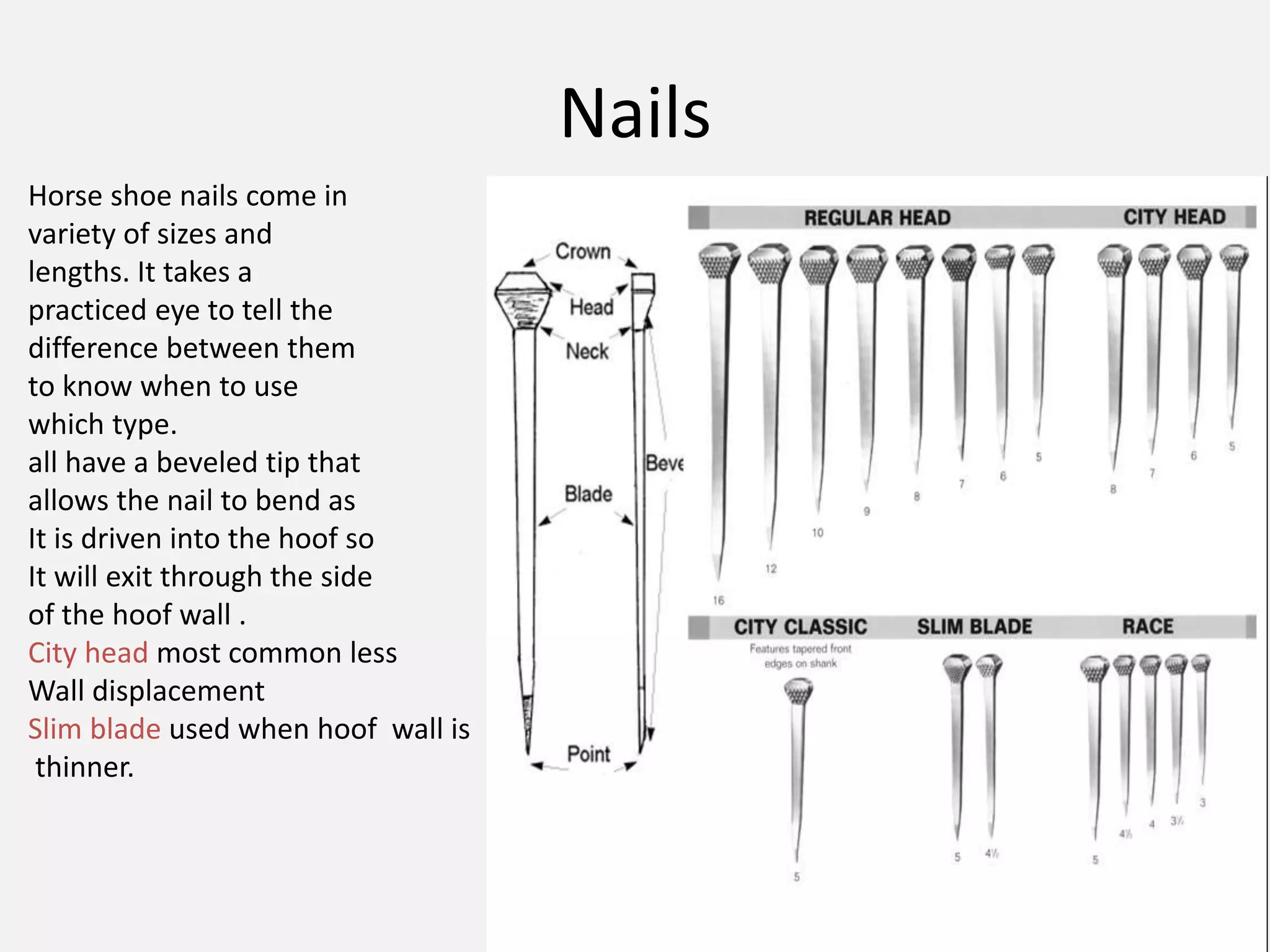 Anatomy of foot , shoeing tools, types of shoes and nails and their ...