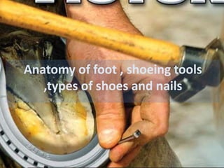 Anatomy of foot , shoeing tools, types of shoes and nails and their ...