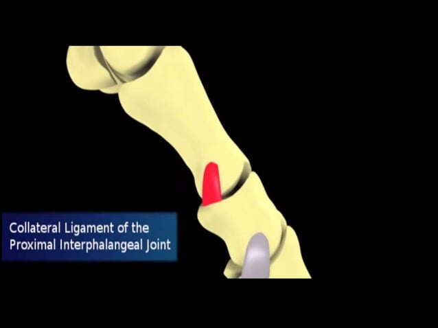 Anatomy of foot , shoeing tools, types of shoes and nails and their ...