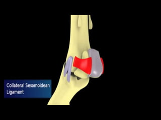 Anatomy of foot , shoeing tools, types of shoes and nails and their ...