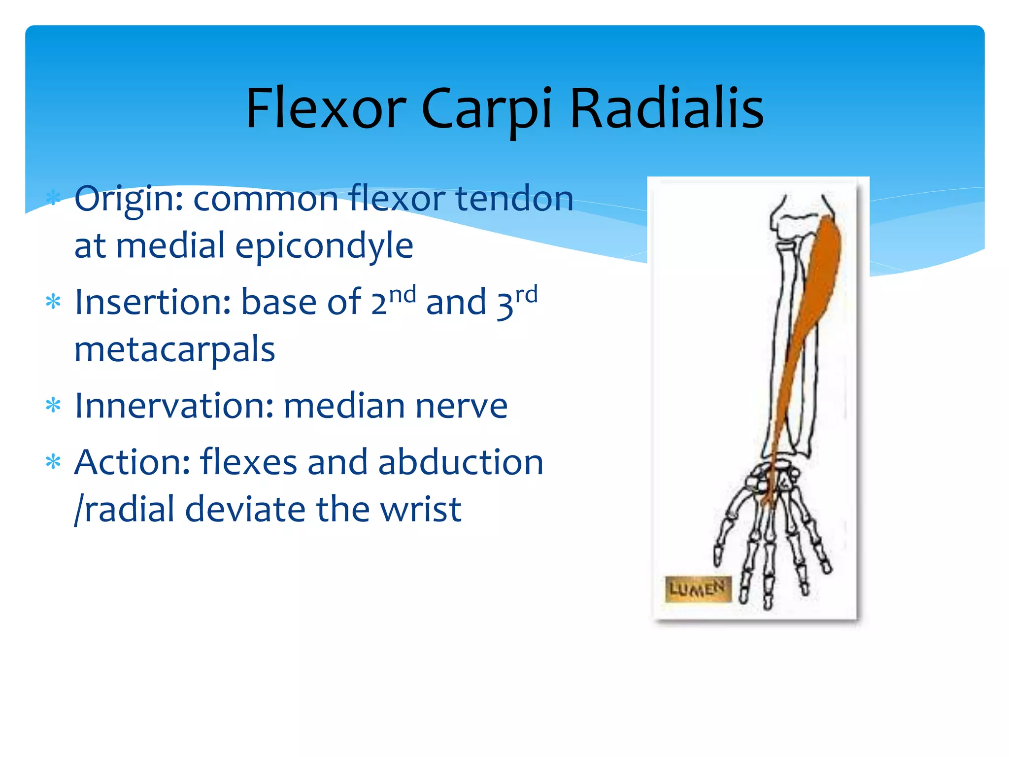 Anatomy of forearm | PPTX
