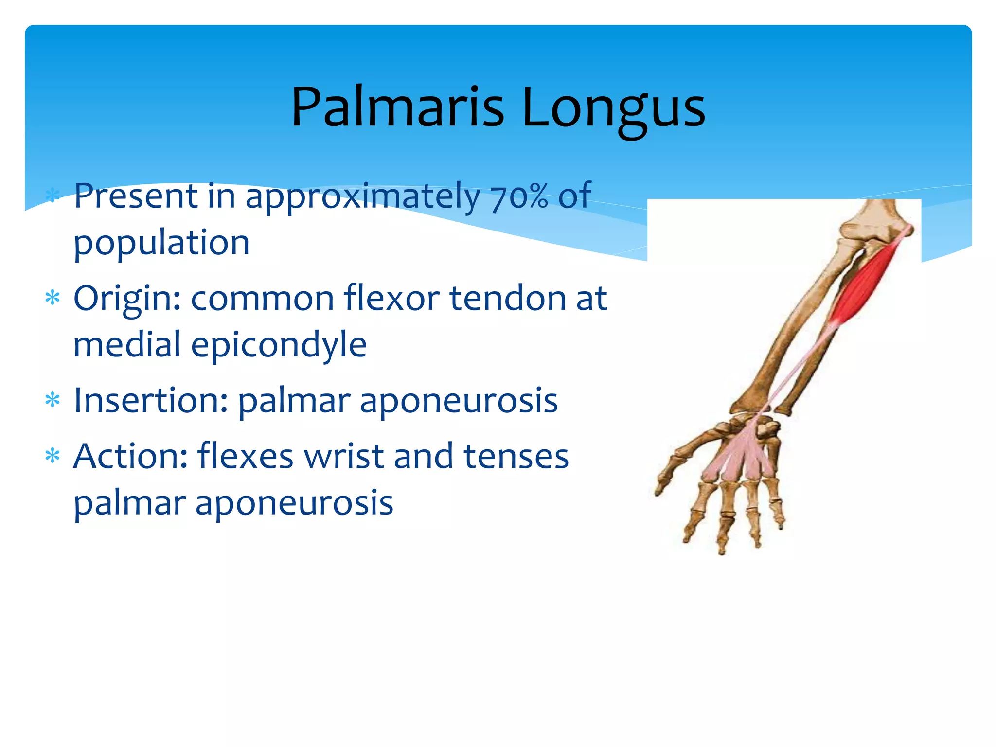 Anatomy of forearm | PPTX