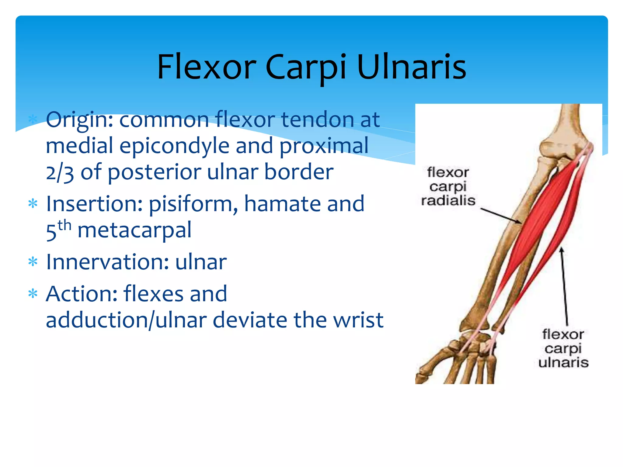 Anatomy of forearm | PPTX