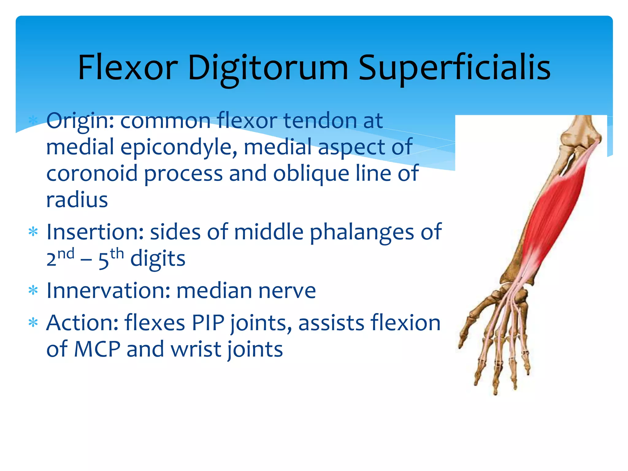 Anatomy of forearm | PPTX