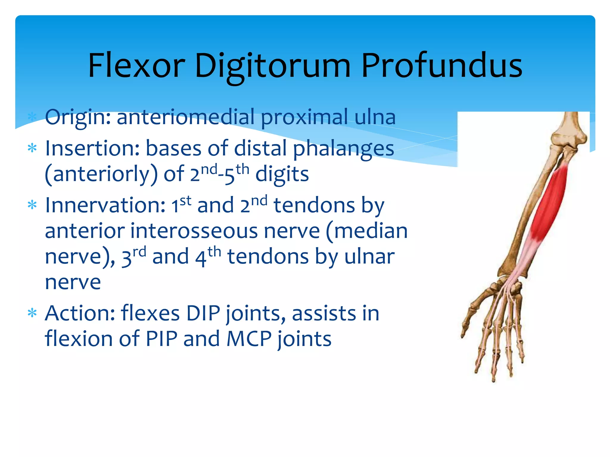 Anatomy of forearm | PPTX