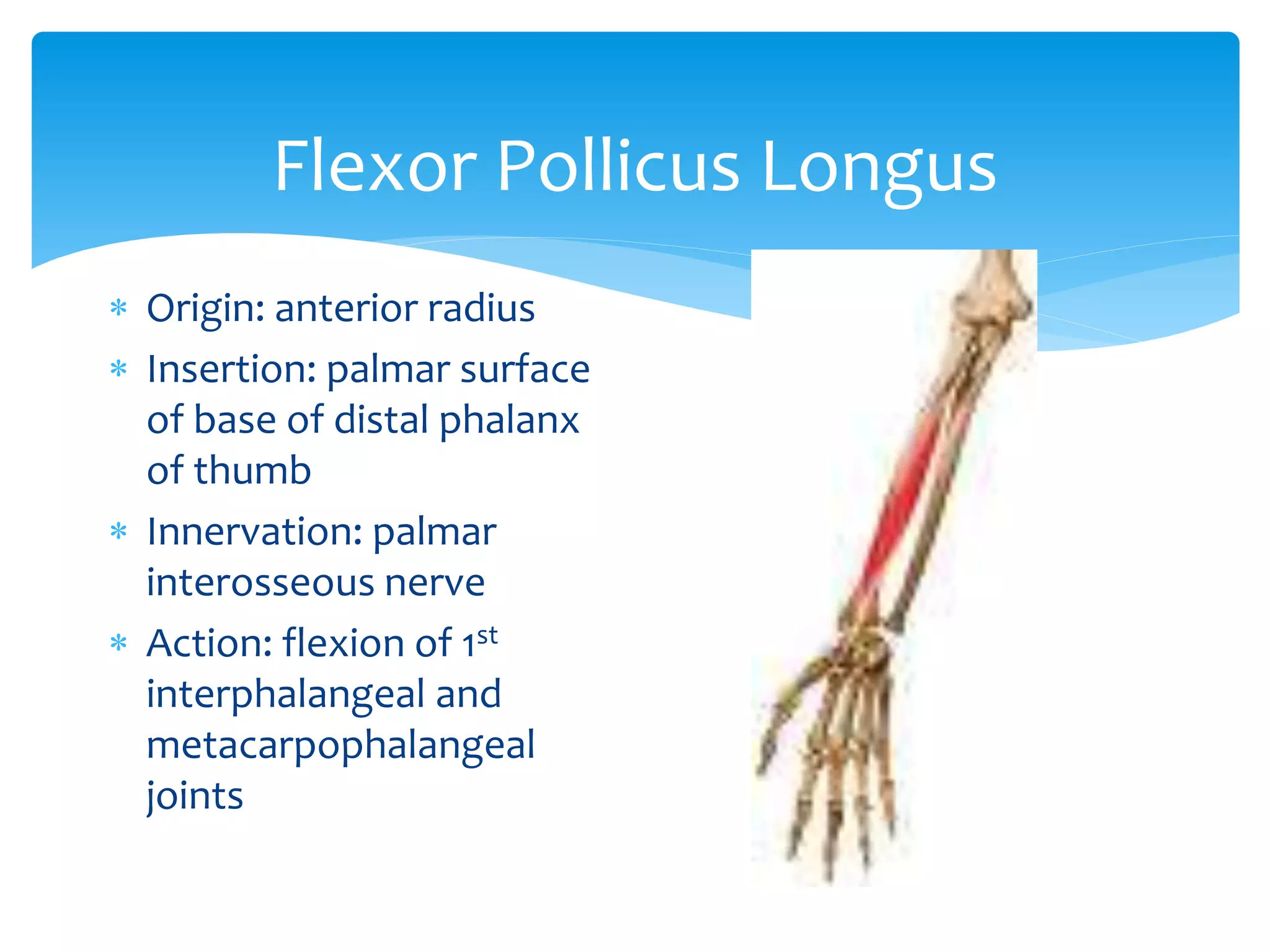 Anatomy of forearm | PPTX