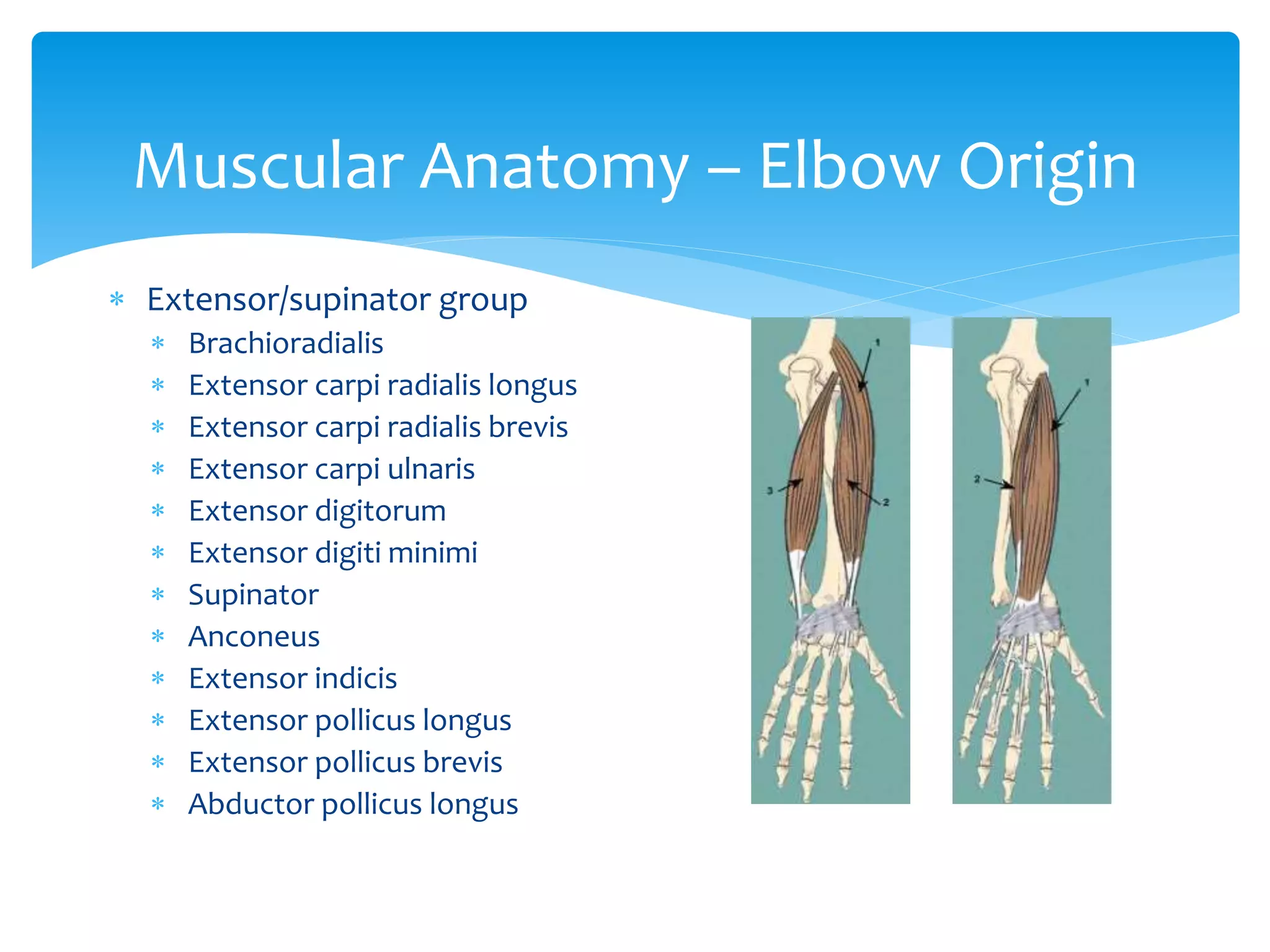 Anatomy of forearm | PPTX