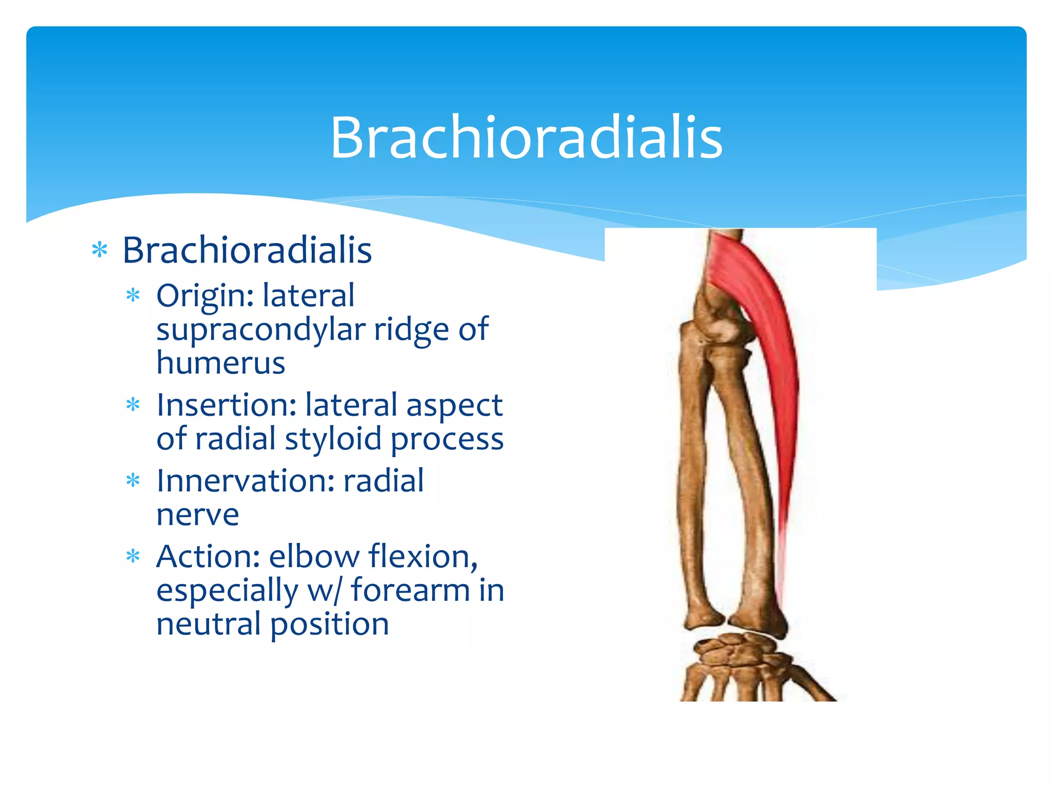 Anatomy of forearm | PPTX