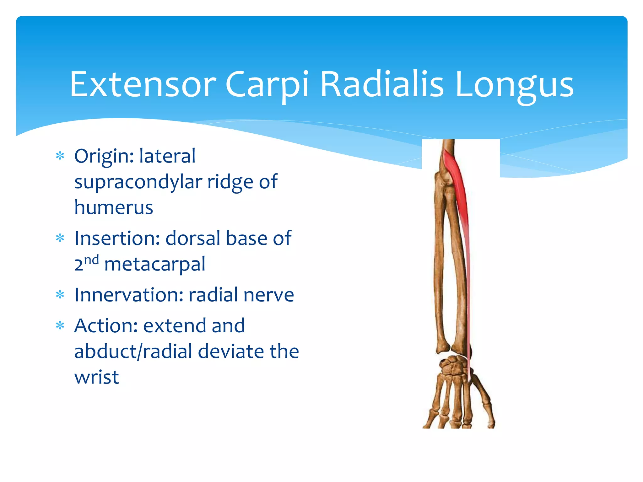 Anatomy of forearm | PPTX