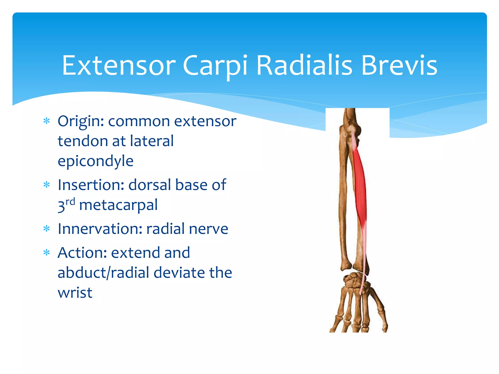 Anatomy of forearm | PPTX