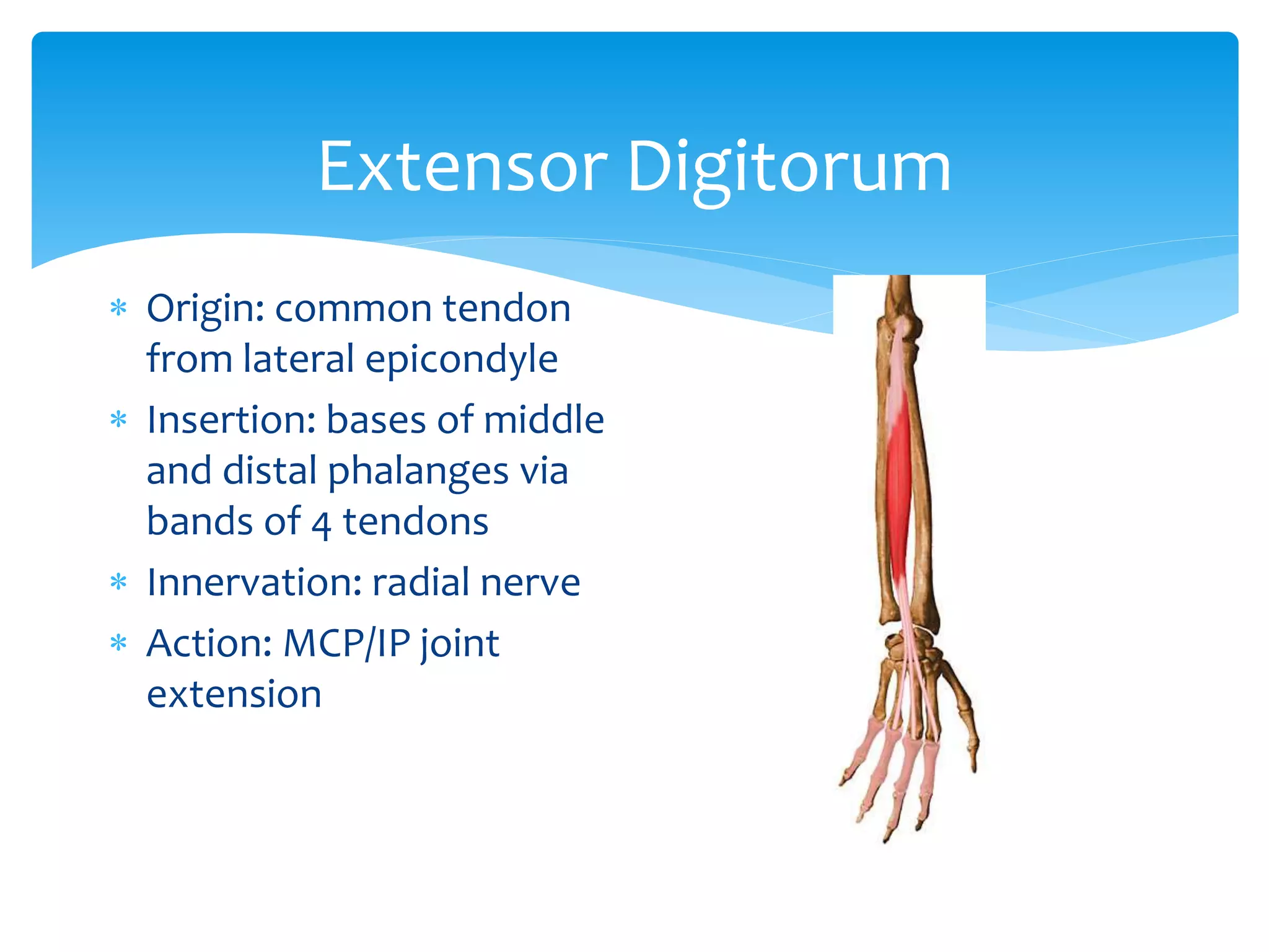 Anatomy of forearm | PPTX