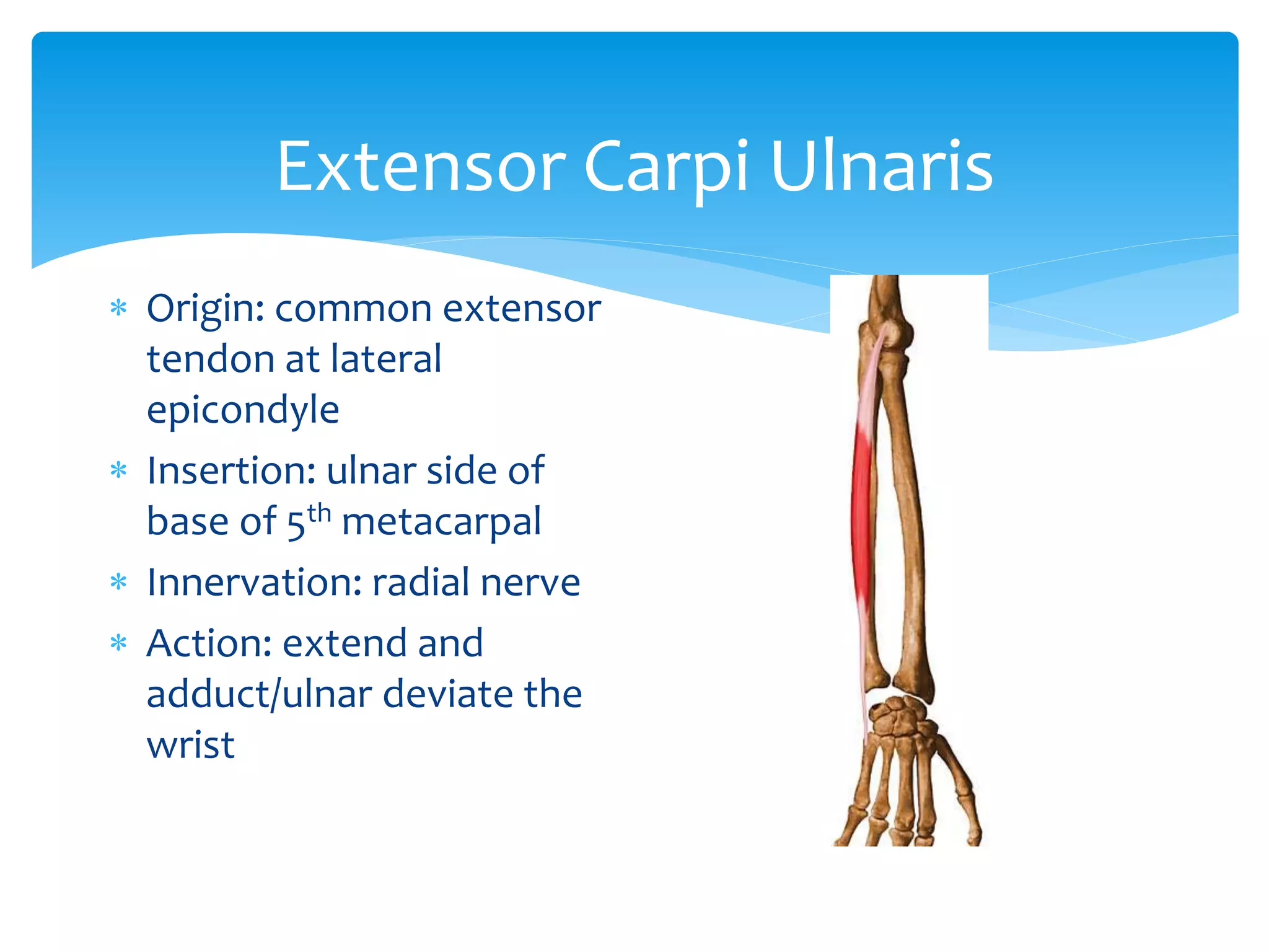 Anatomy of forearm | PPTX