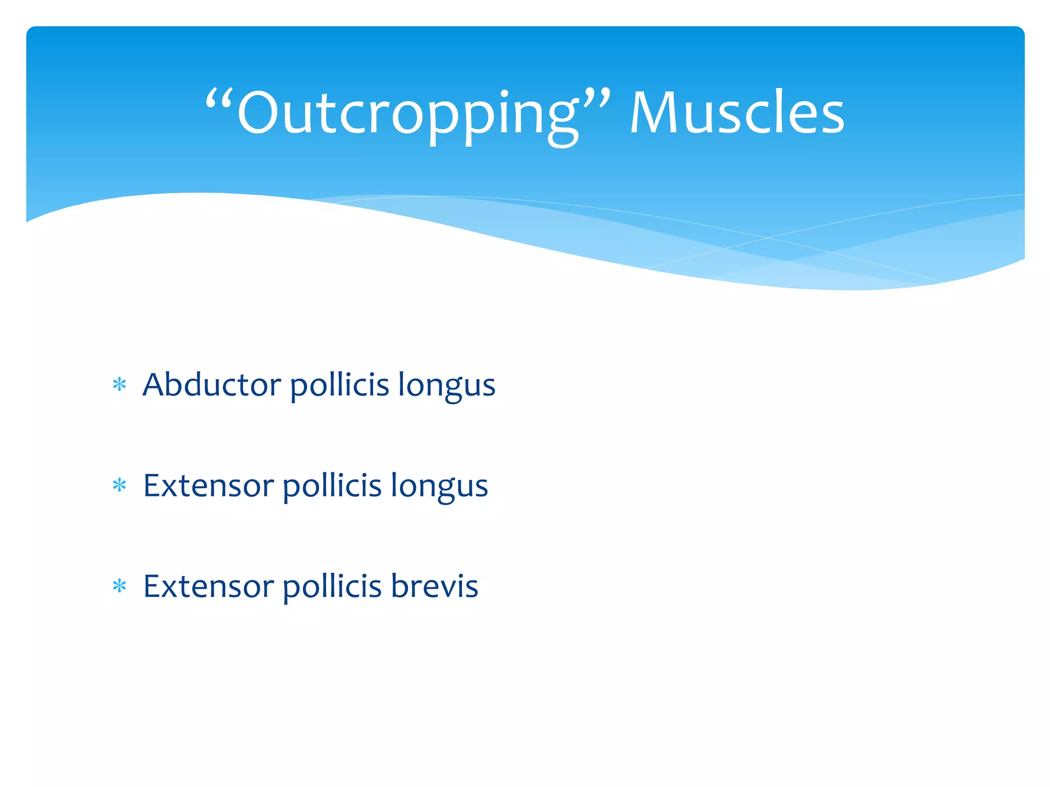 Anatomy of forearm | PPTX