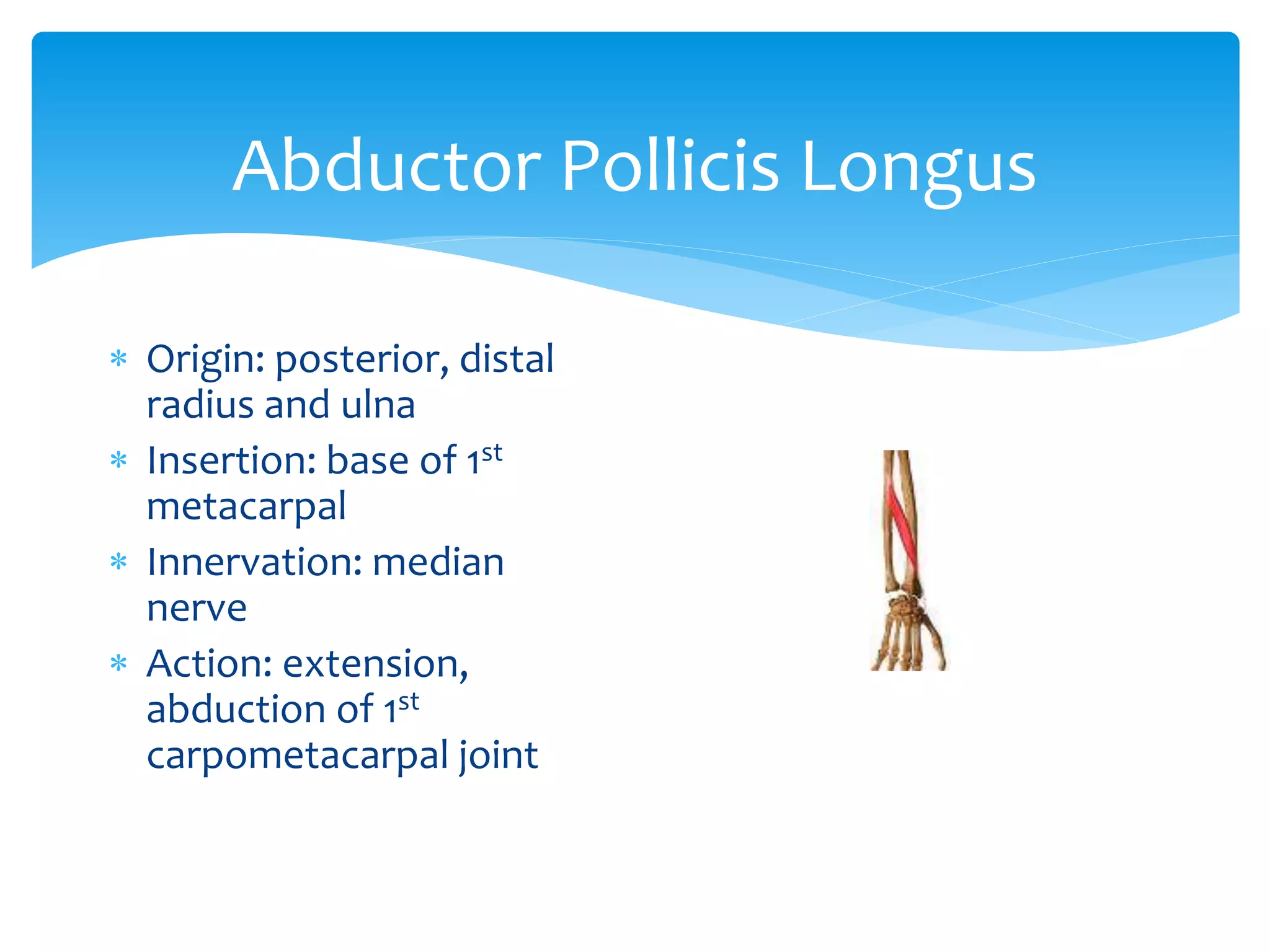 Anatomy of forearm | PPTX