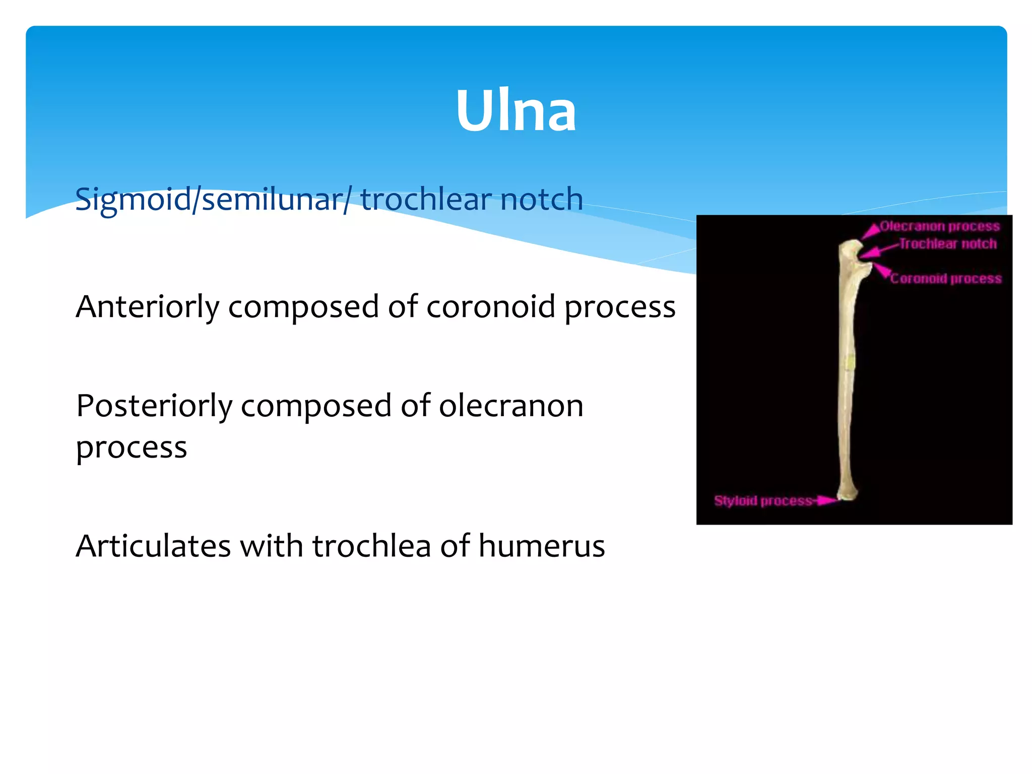 Anatomy of forearm | PPTX