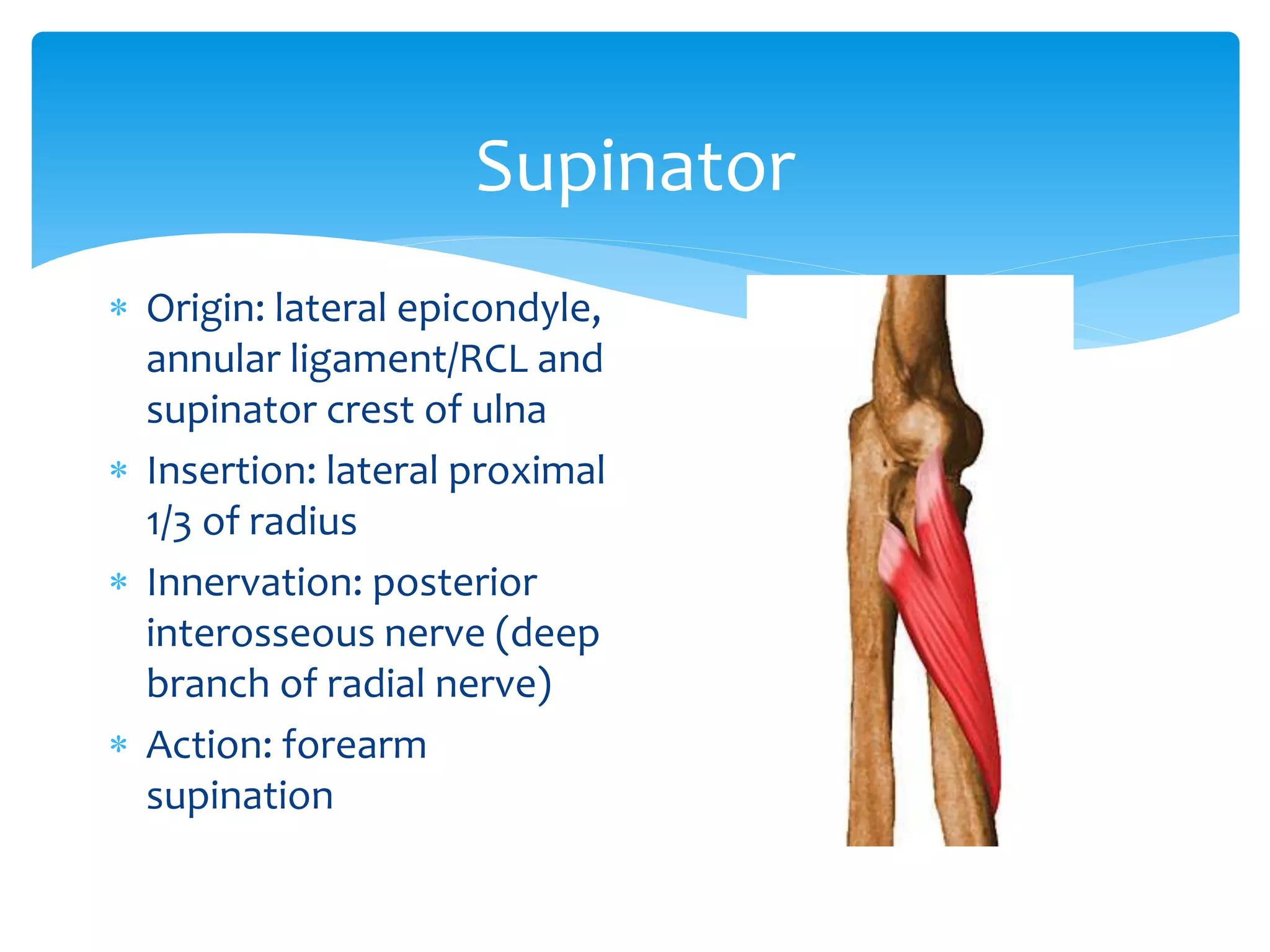 Anatomy of forearm | PPTX