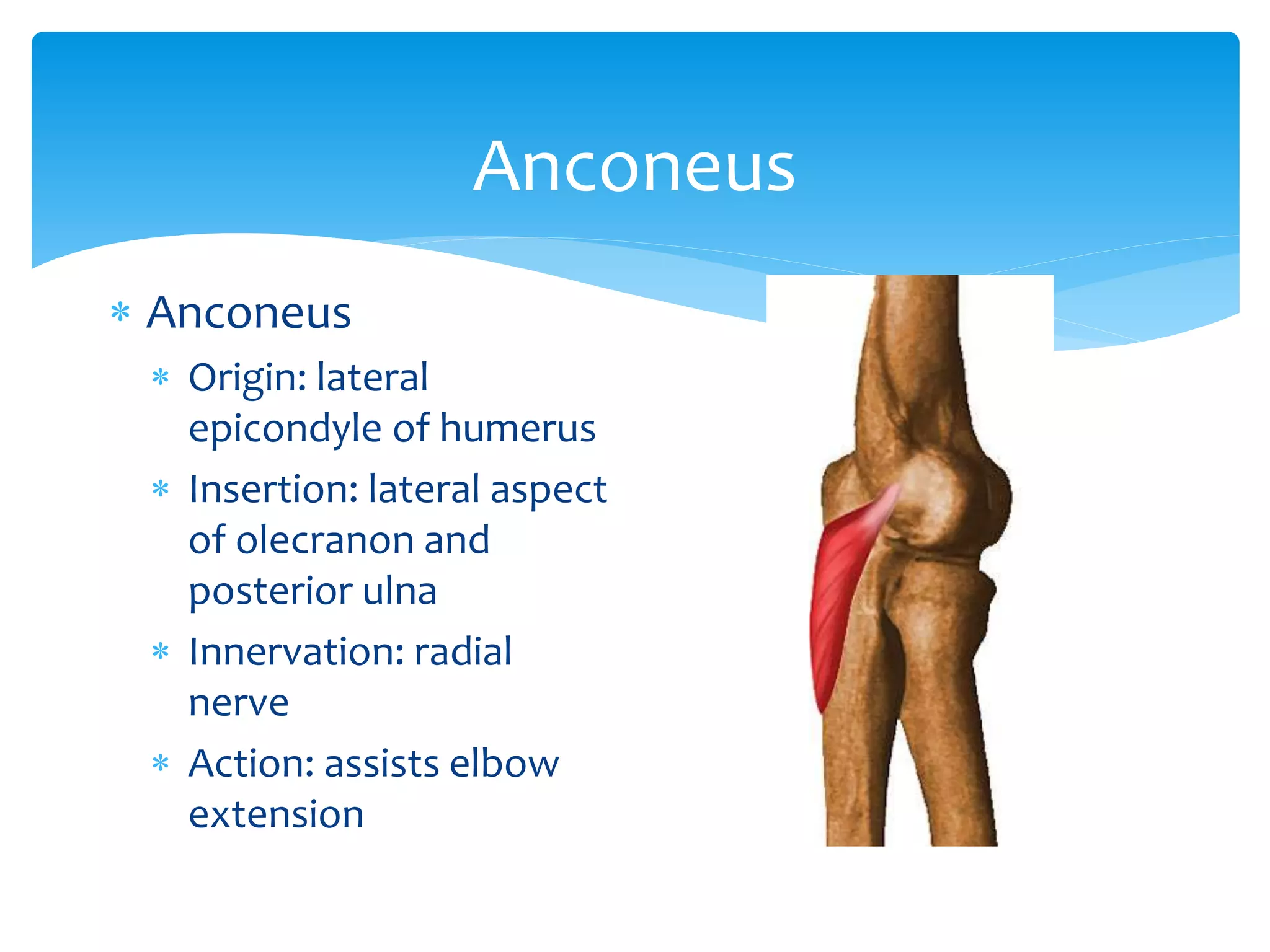 Anatomy of forearm | PPTX