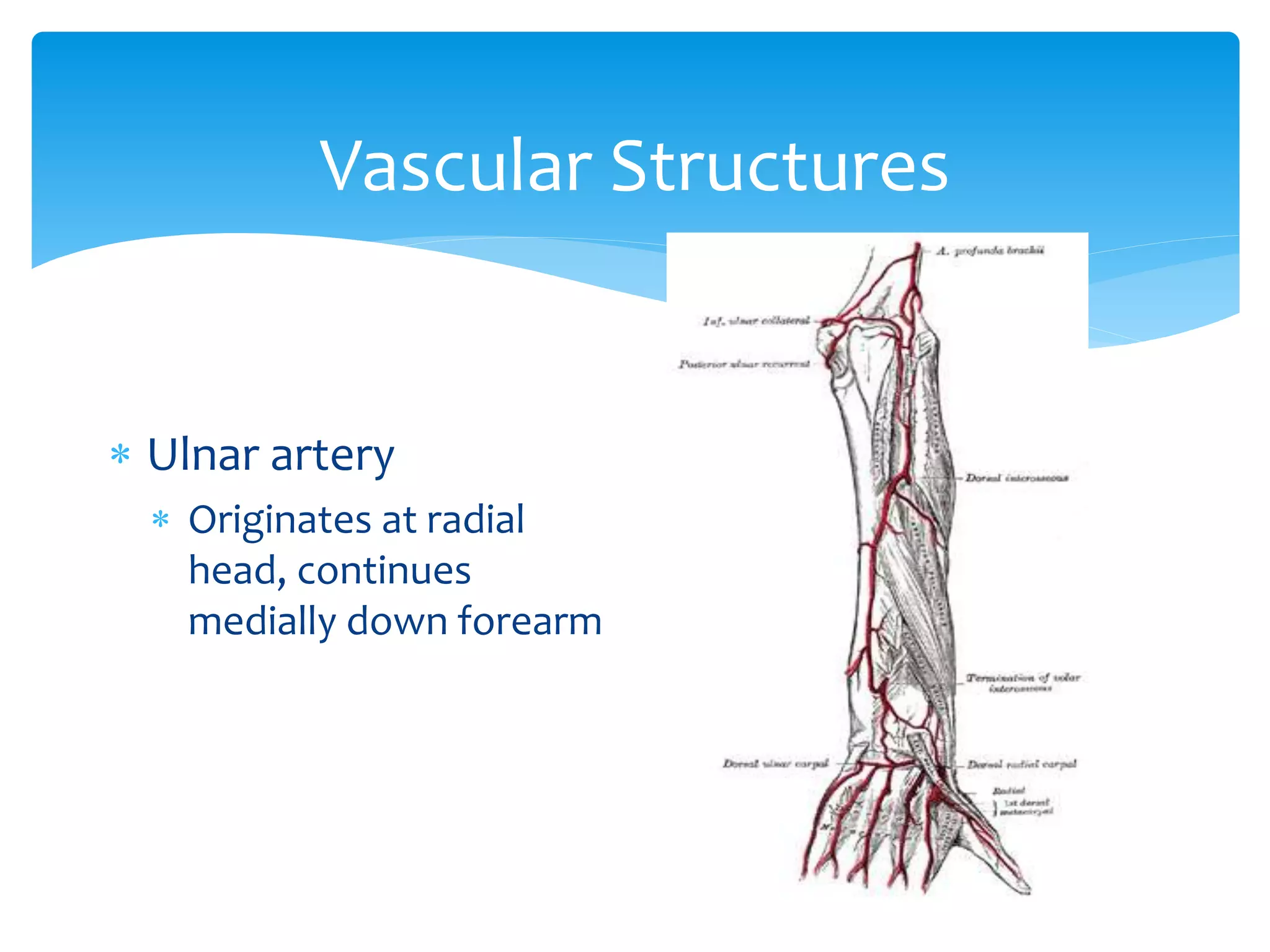 Anatomy of forearm | PPTX