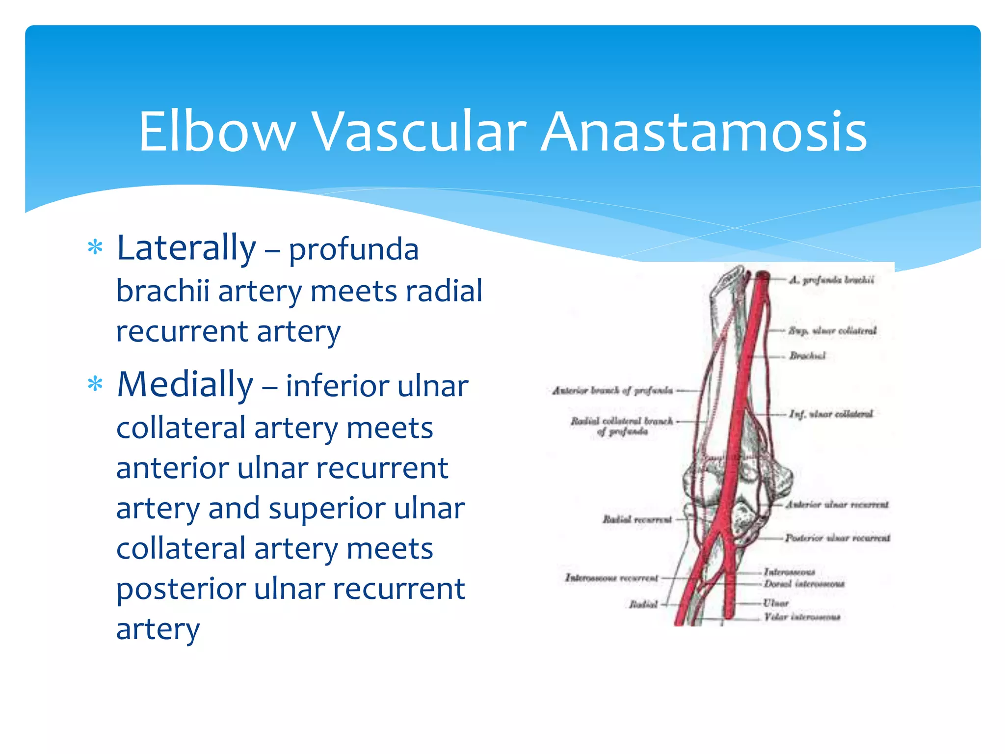 Anatomy of forearm | PPTX