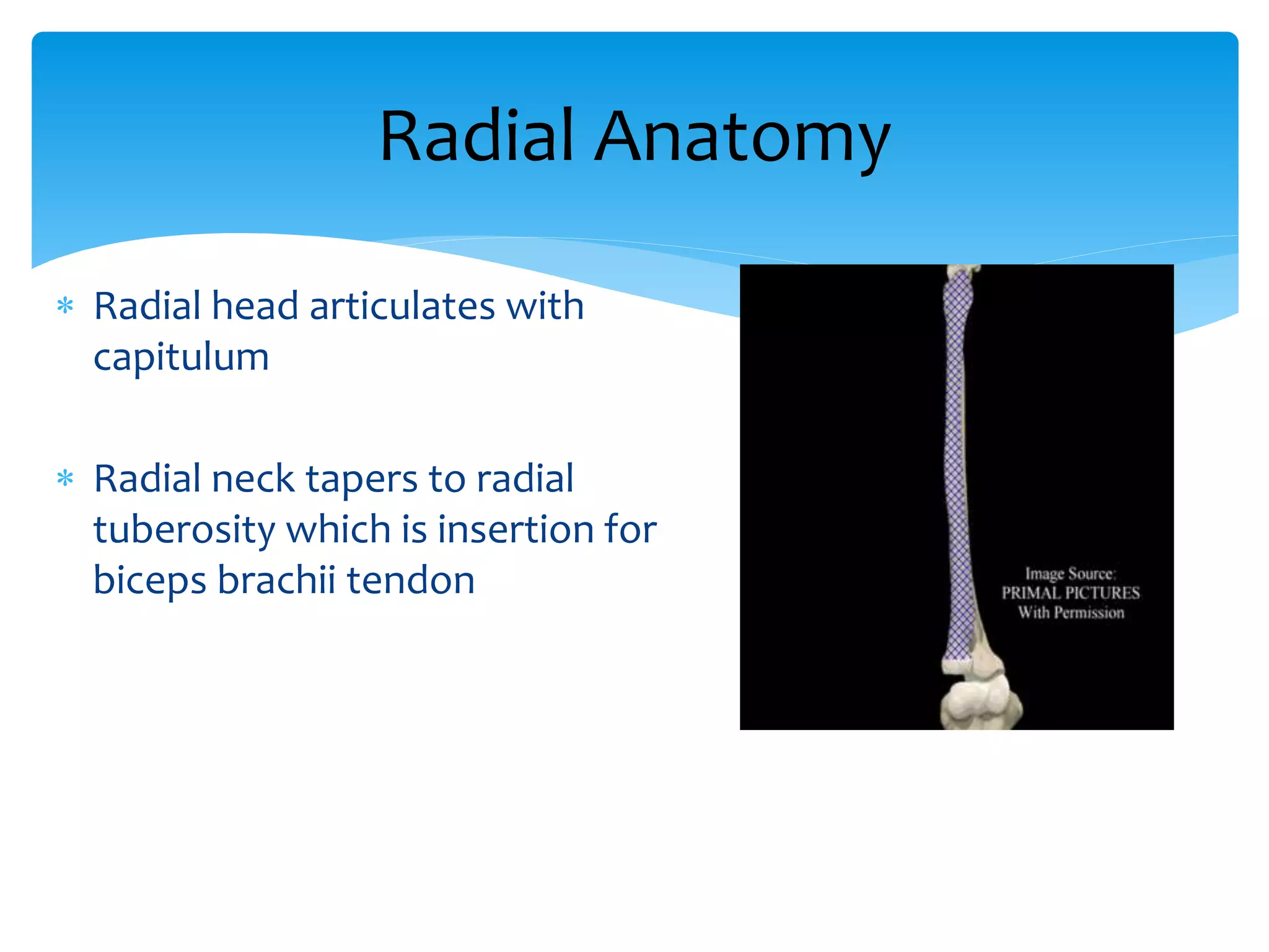 Anatomy of forearm | PPTX