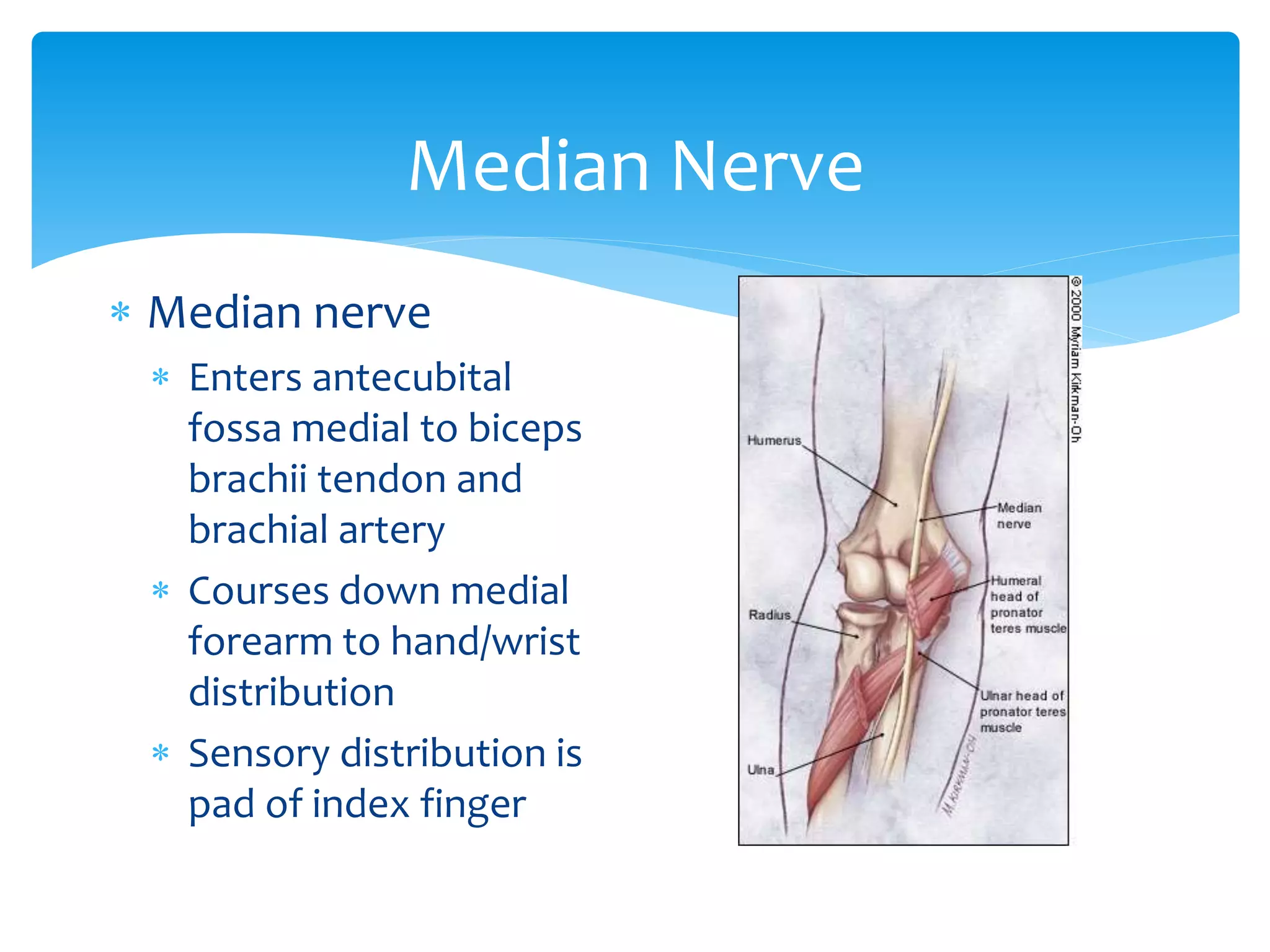 Anatomy of forearm | PPTX