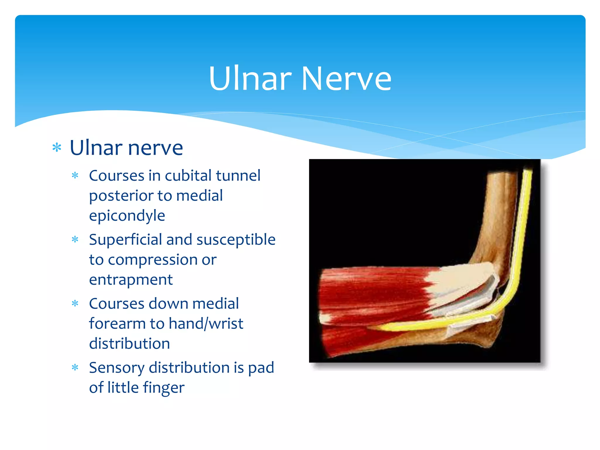 Anatomy of forearm | PPTX