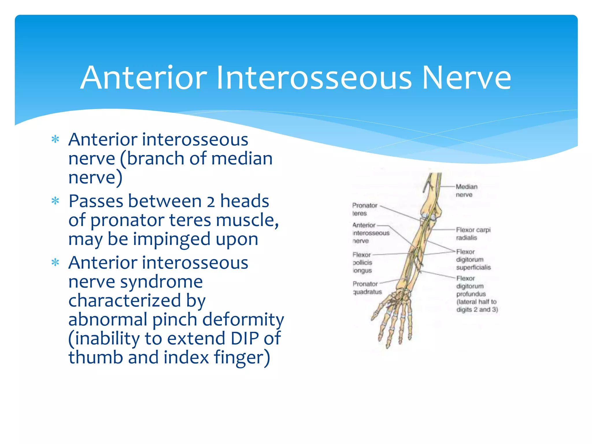Anatomy of forearm | PPTX