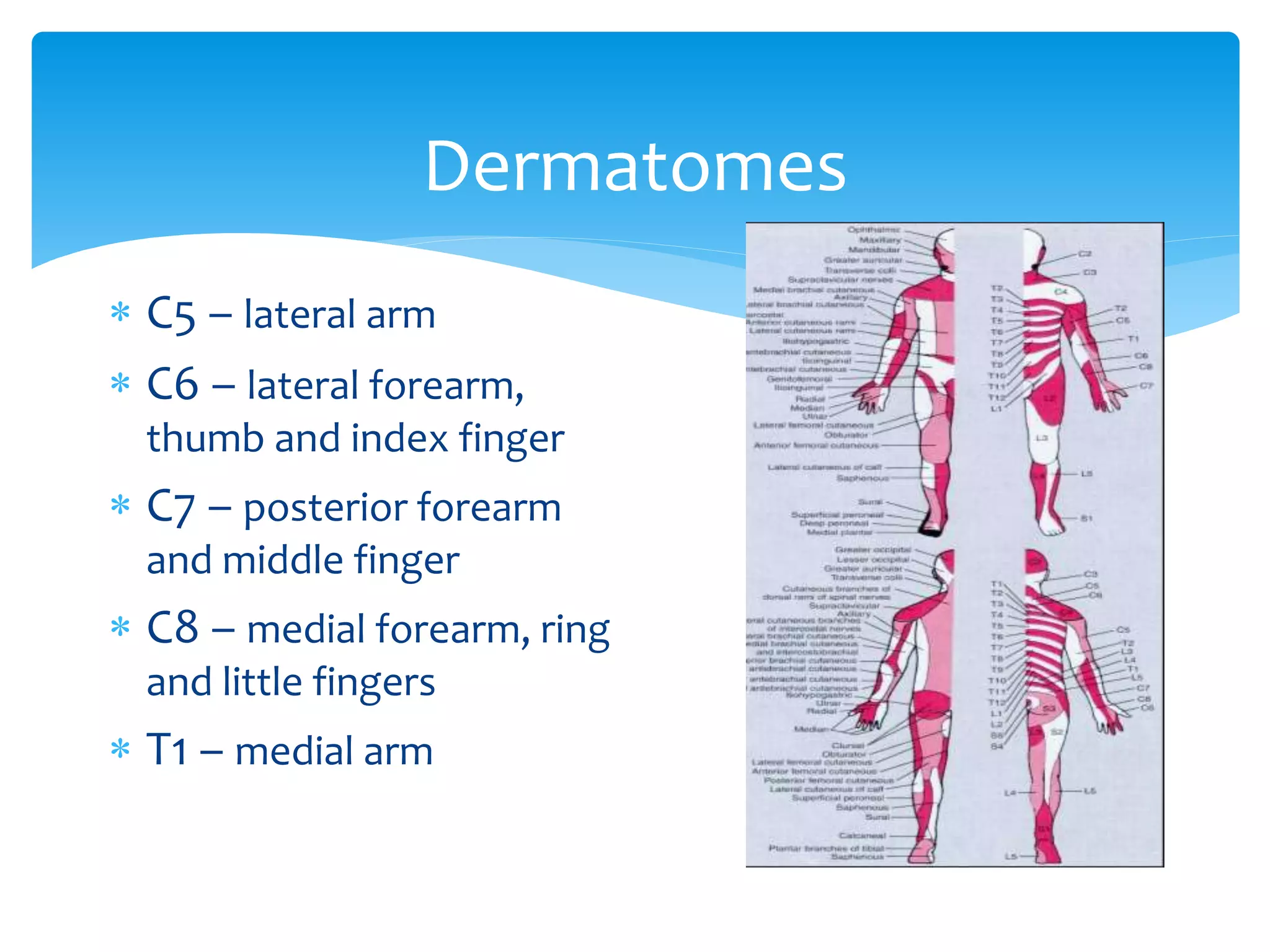 Anatomy of forearm | PPTX