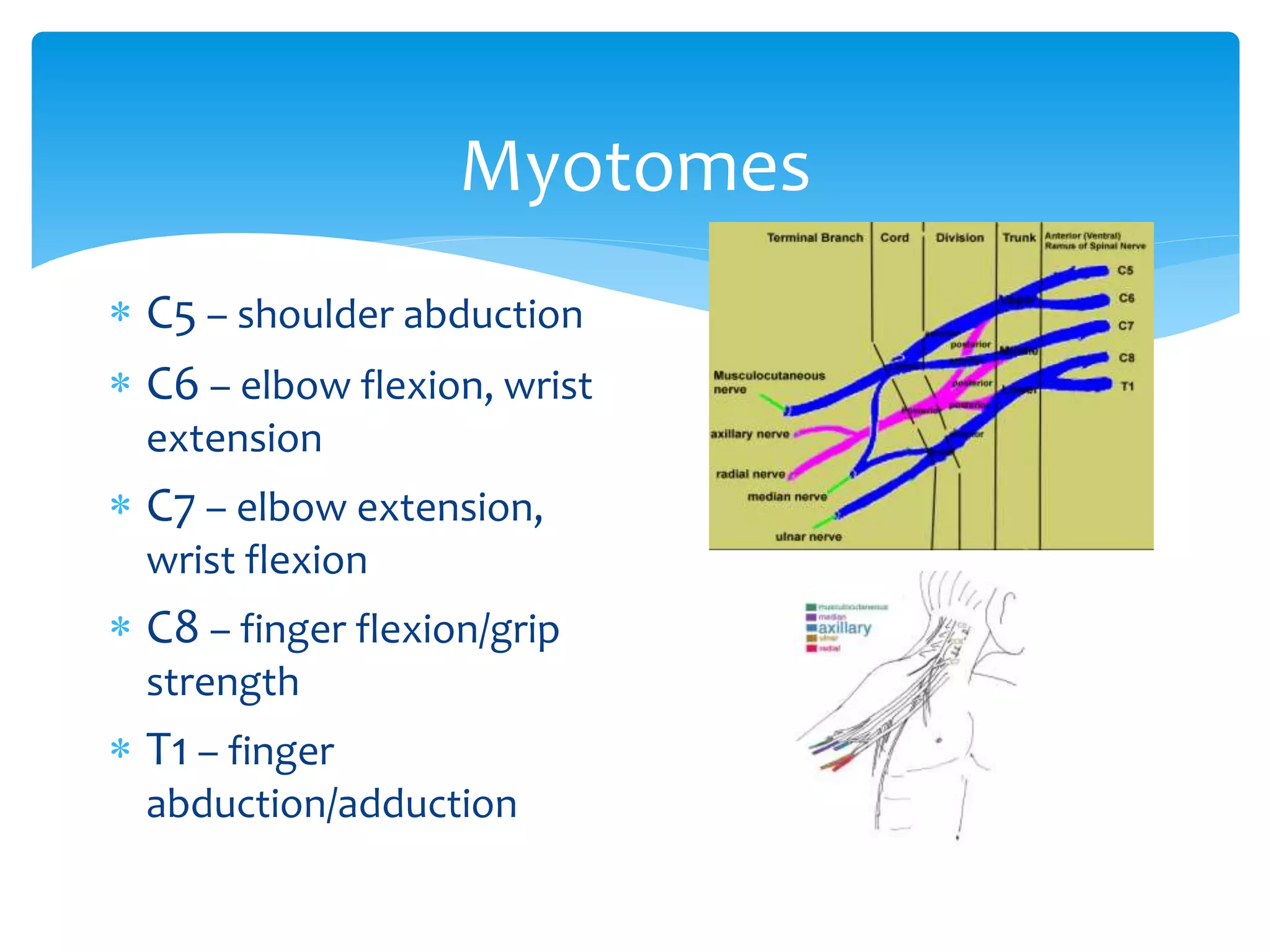 Anatomy of forearm | PPTX