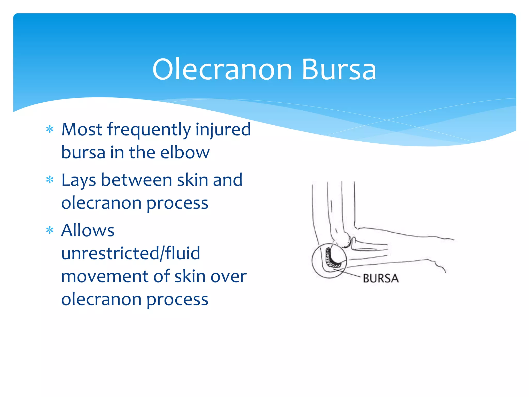 Anatomy of forearm | PPTX