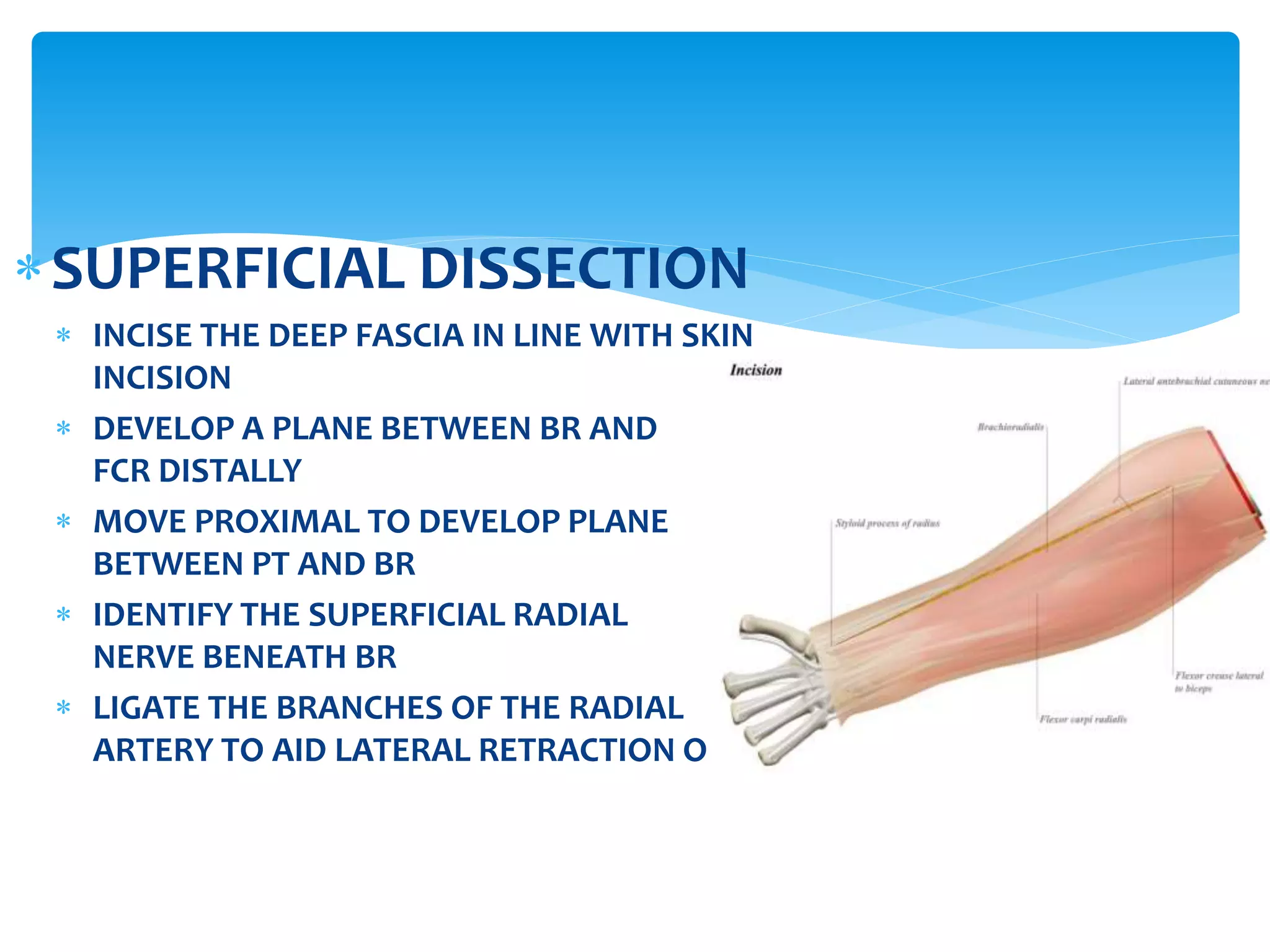 Anatomy of forearm | PPTX