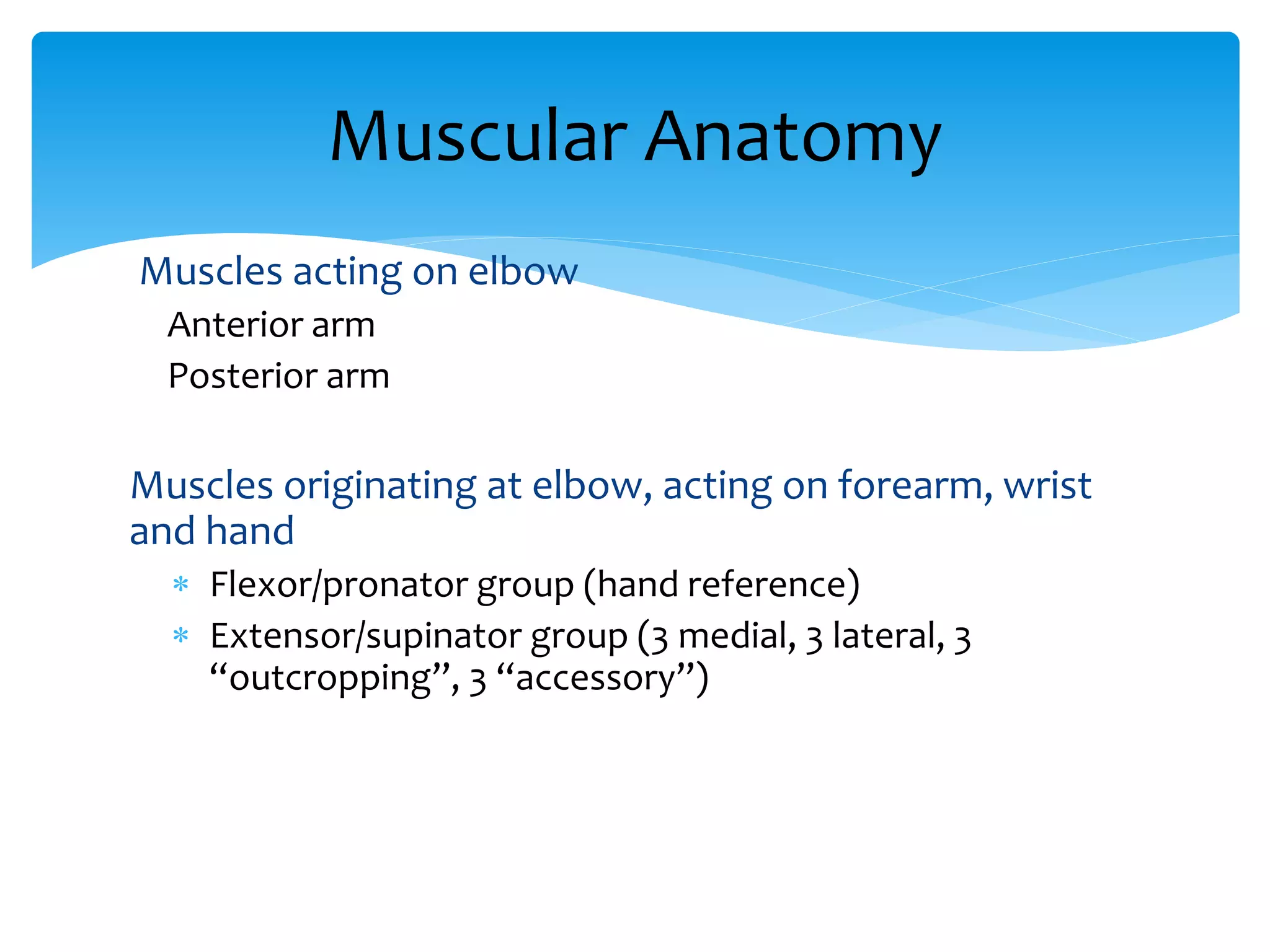 Anatomy of forearm | PPTX