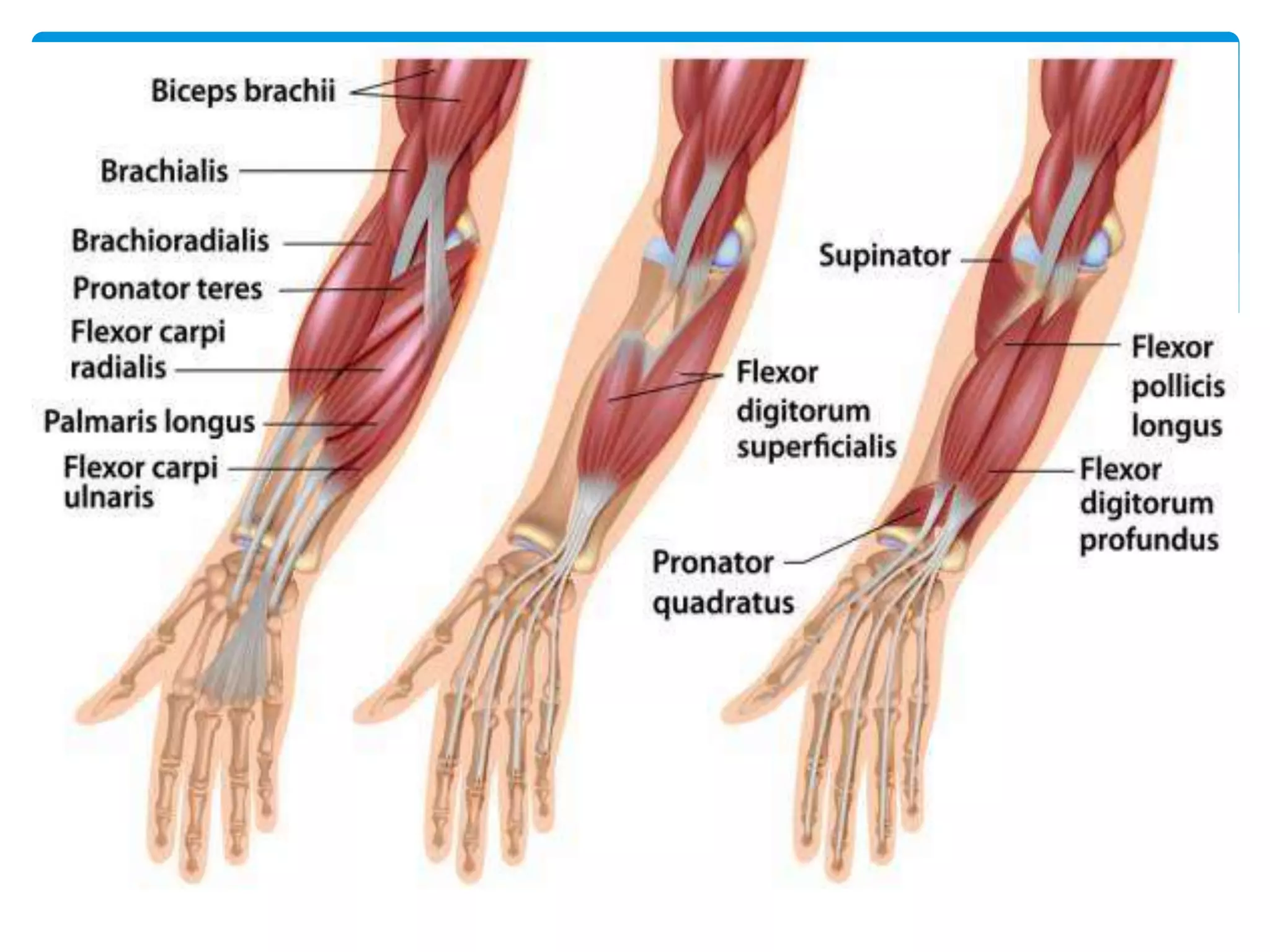 Anatomy of forearm | PPTX