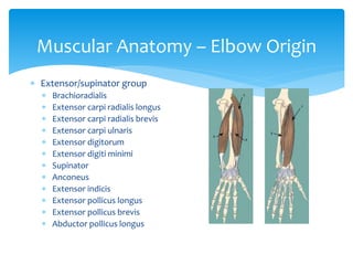 Anatomy of forearm | PPTX