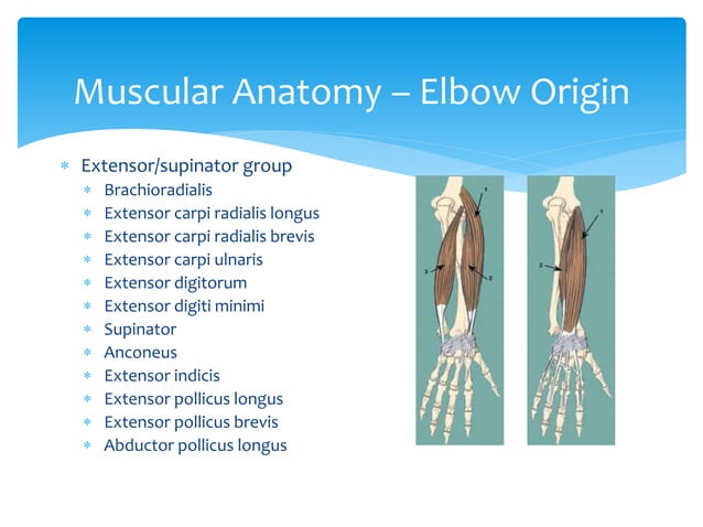 Anatomy of forearm | PPTX