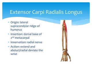 Anatomy of forearm | PPTX