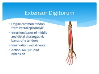 Anatomy of forearm | PPTX