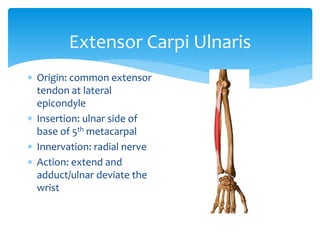 Anatomy of forearm | PPTX